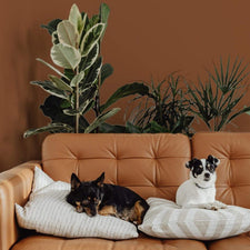 ModPaper Wallpaper | ModChestnut — Modwalls